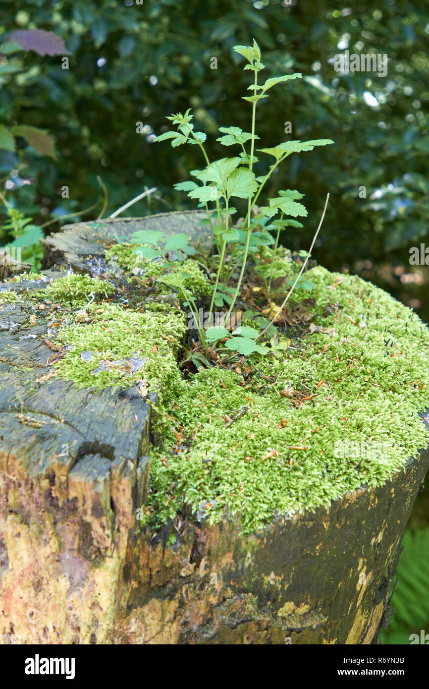 Intoppo di albero vivente immagini e fotografie stock ad alta ...