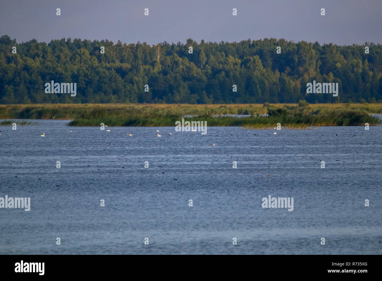 Floating waterfowl, giovani cigni e anatre, uccelli selvatici nuoto sul ...