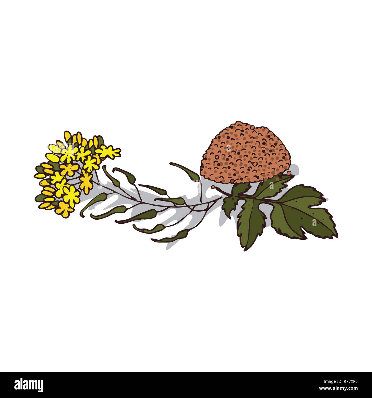 Disegno di senape bianca immagini e fotografie stock ad alta ...