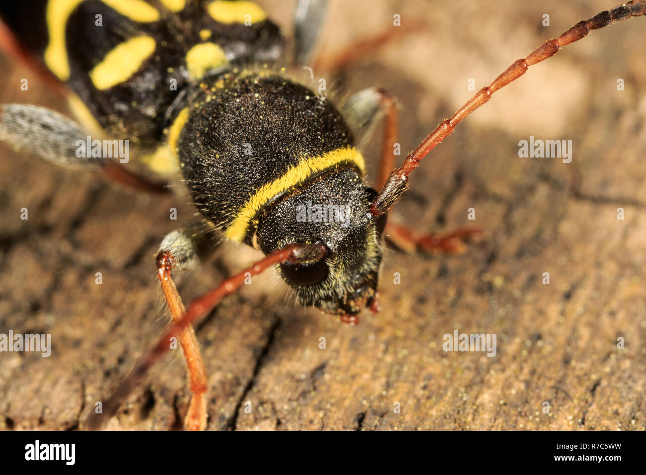 Coleottero dalle lunghe corna immagini e fotografie stock ad alta ...