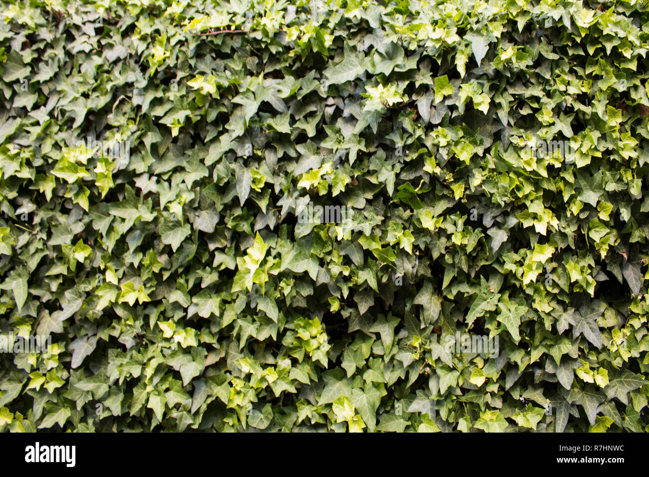 Piante bellis immagini e fotografie stock ad alta risoluzione - Alamy