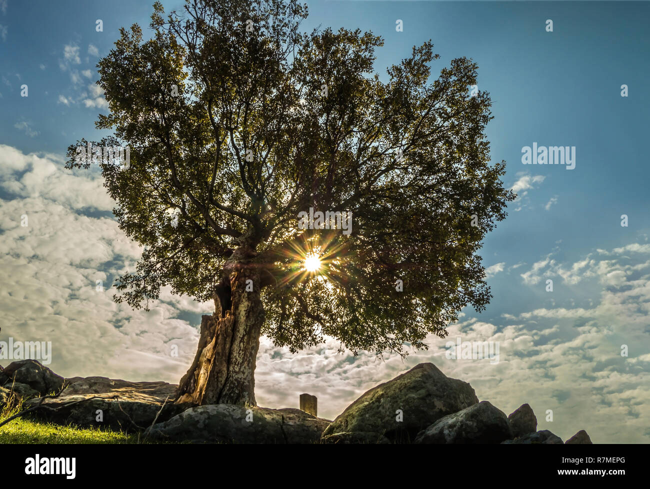 Paesaggio Montano Con Rami Di Albero Immagini e Fotos Stock - Alamy