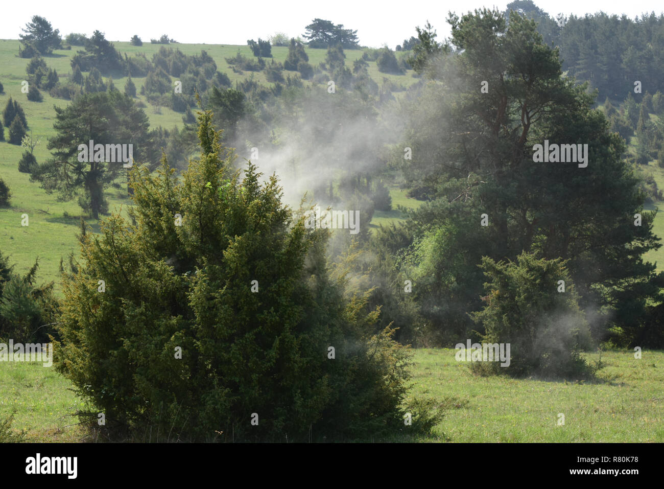 Polline del vento immagini e fotografie stock ad alta risoluzione - Alamy