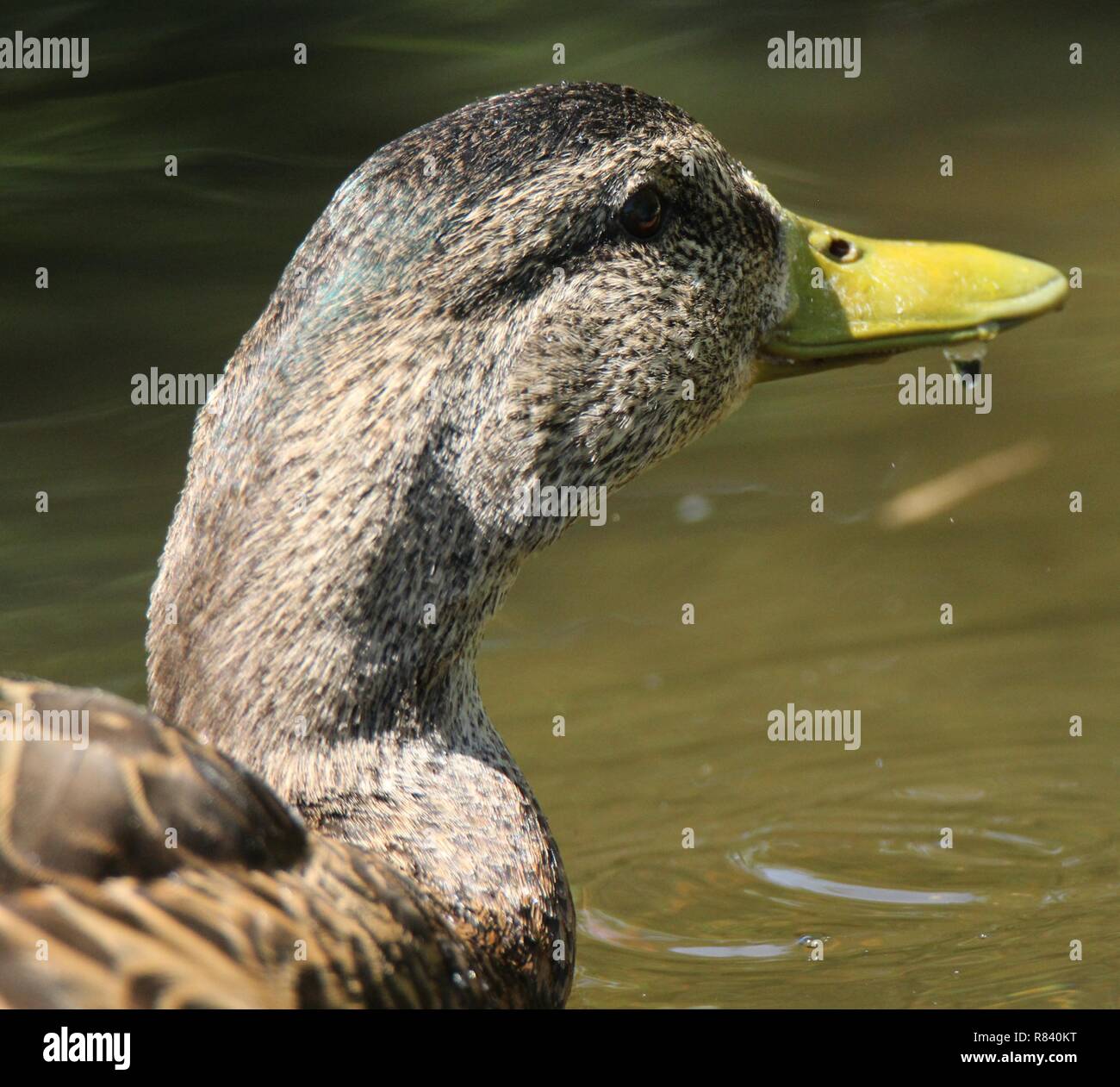 Canard etang immagini e fotografie stock ad alta risoluzione - Alamy