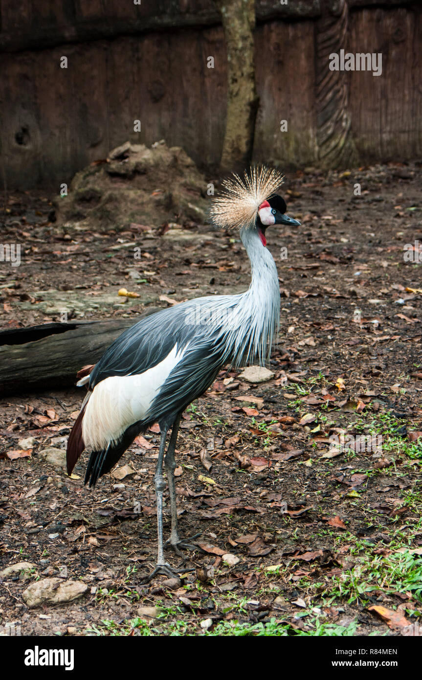 Bandiera grigia della gru incoronata di uganda immagini e fotografie ...