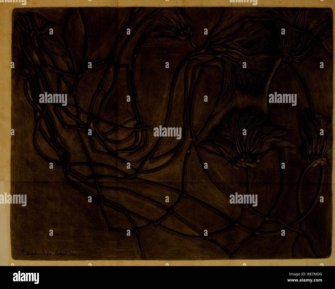 Caput medusae immagini e fotografie stock ad alta risoluzione - Alamy