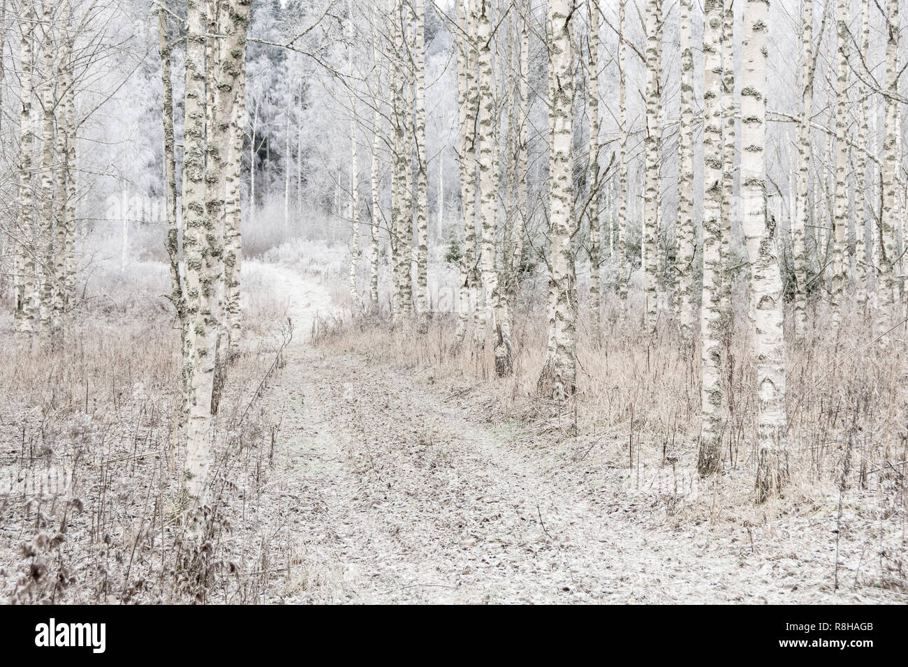 Foresta innevata in inverno immagini e fotografie stock ad alta ...