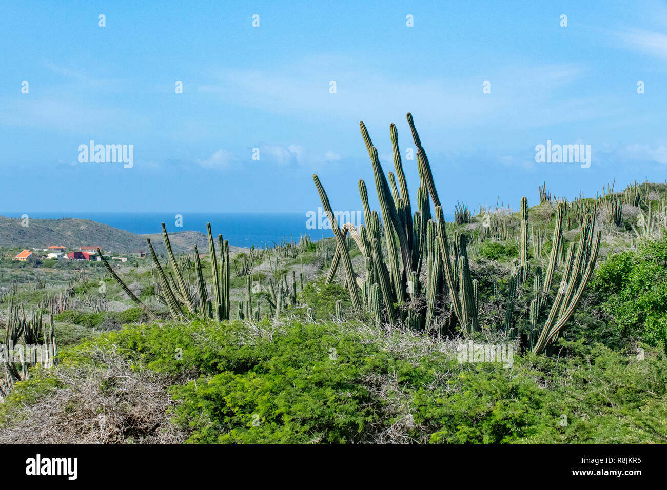 Aruba Panorama - Stenocereus griseus cactus bush - nativa di una pianta ...