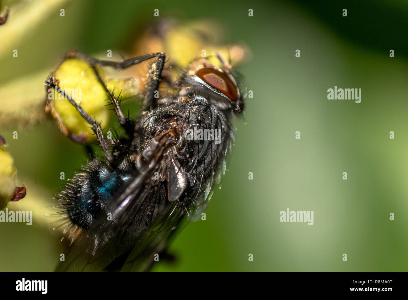 Anatomia degli insetti immagini e fotografie stock ad alta risoluzione ...