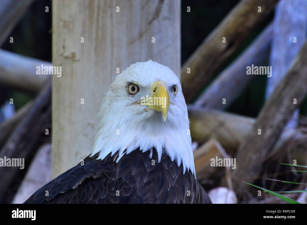 Sam l'aquila calva immagini e fotografie stock ad alta risoluzione - Alamy