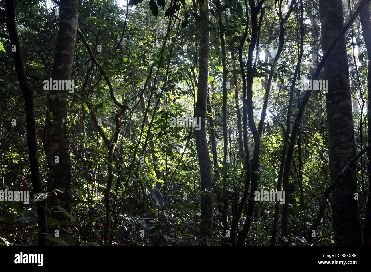 Habitat equatoriale della foresta pluviale immagini e fotografie stock ...
