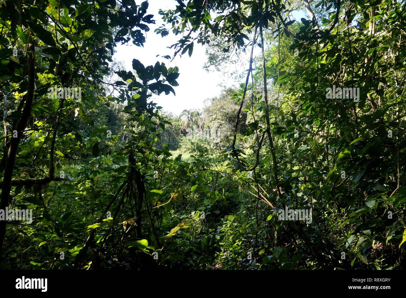 Riserva forestale di kibale immagini e fotografie stock ad alta ...