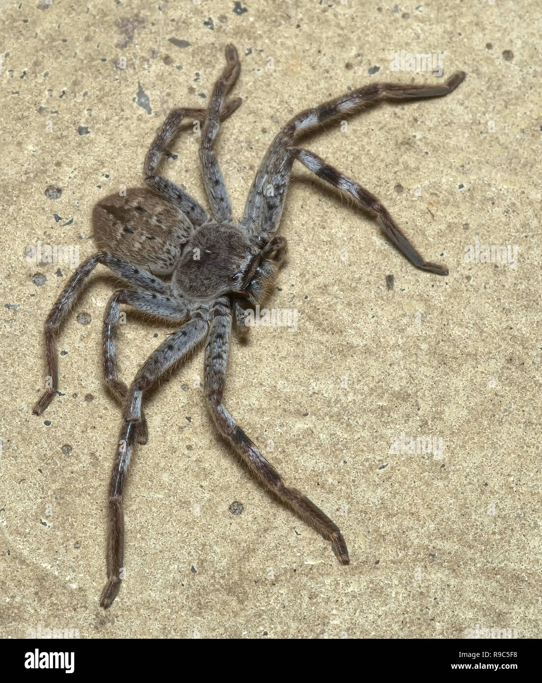 Huntsman spider sparassidae immagini e fotografie stock ad alta ...