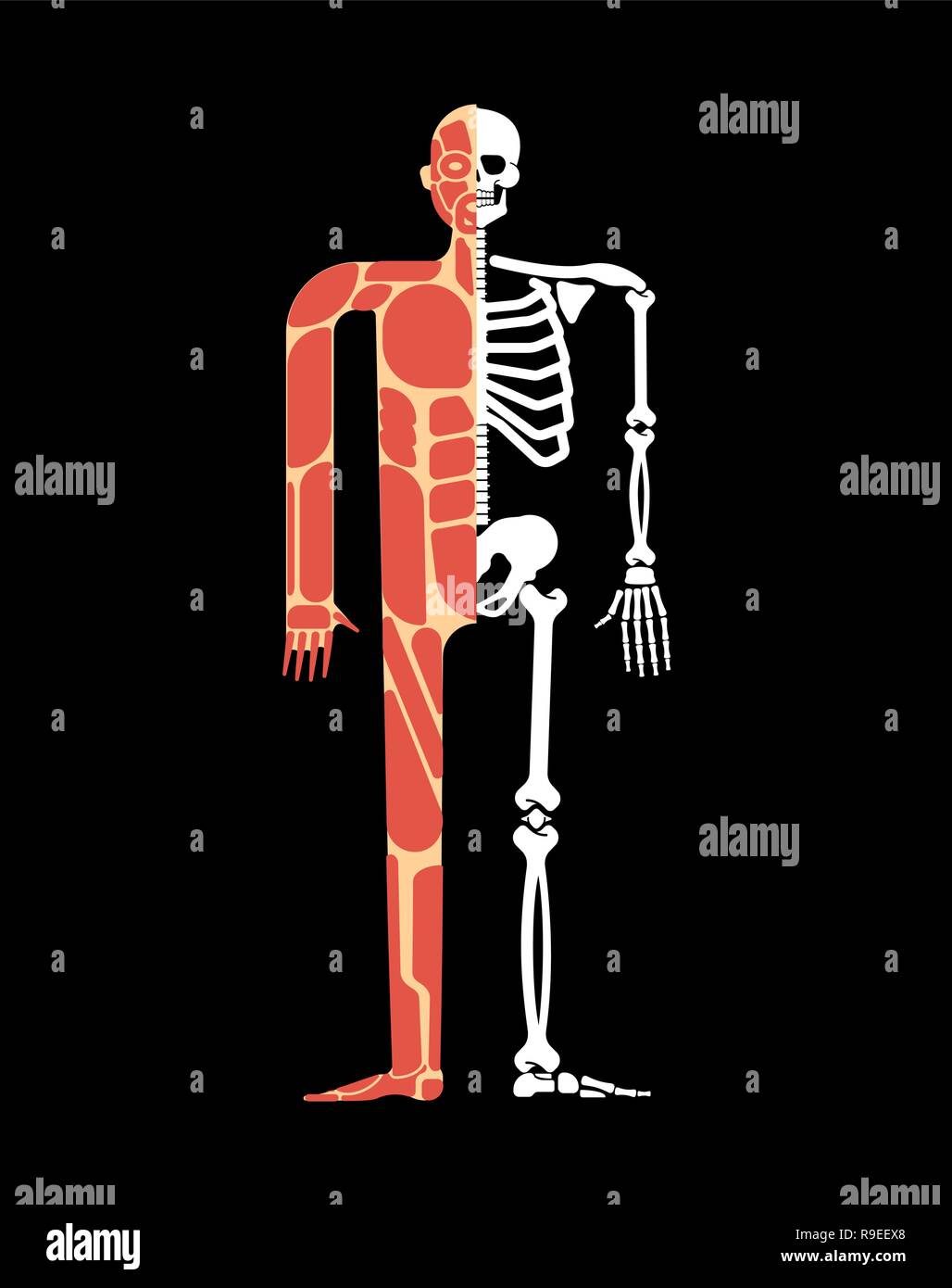 Il muscolo scheletrico sistema. Scheletro e anatomia muscolare. Delle ossa e dei muscoli del ...