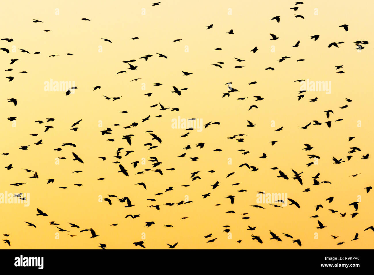 Sagome di uccelli in volo immagini e fotografie stock ad alta ...