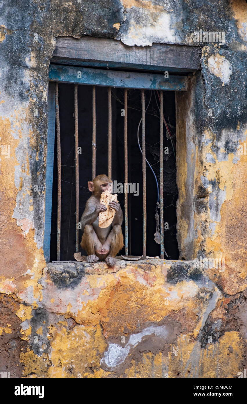 India macaca mulatta primate old world rhesus monkey macaque immagini e ...