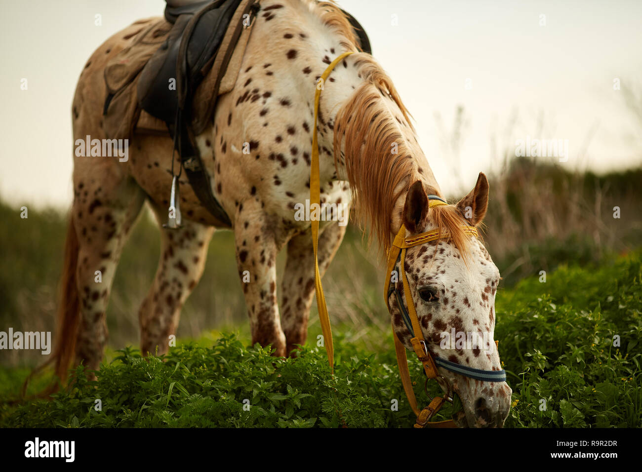 Cavallo bianco con macchie marroni immagini e fotografie stock ad alta ...
