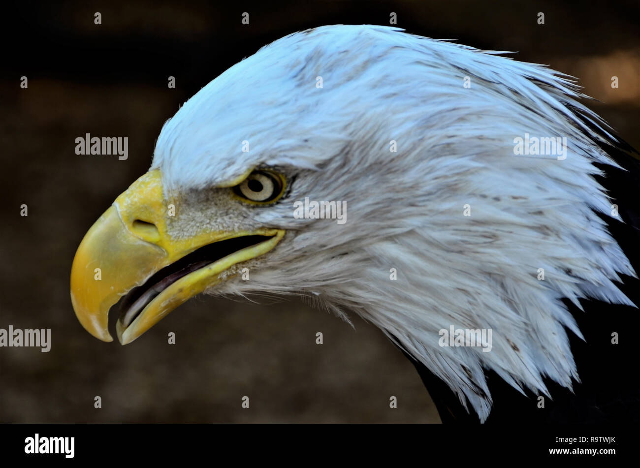 Cosa significa aquila calva immagini e fotografie stock ad alta ...