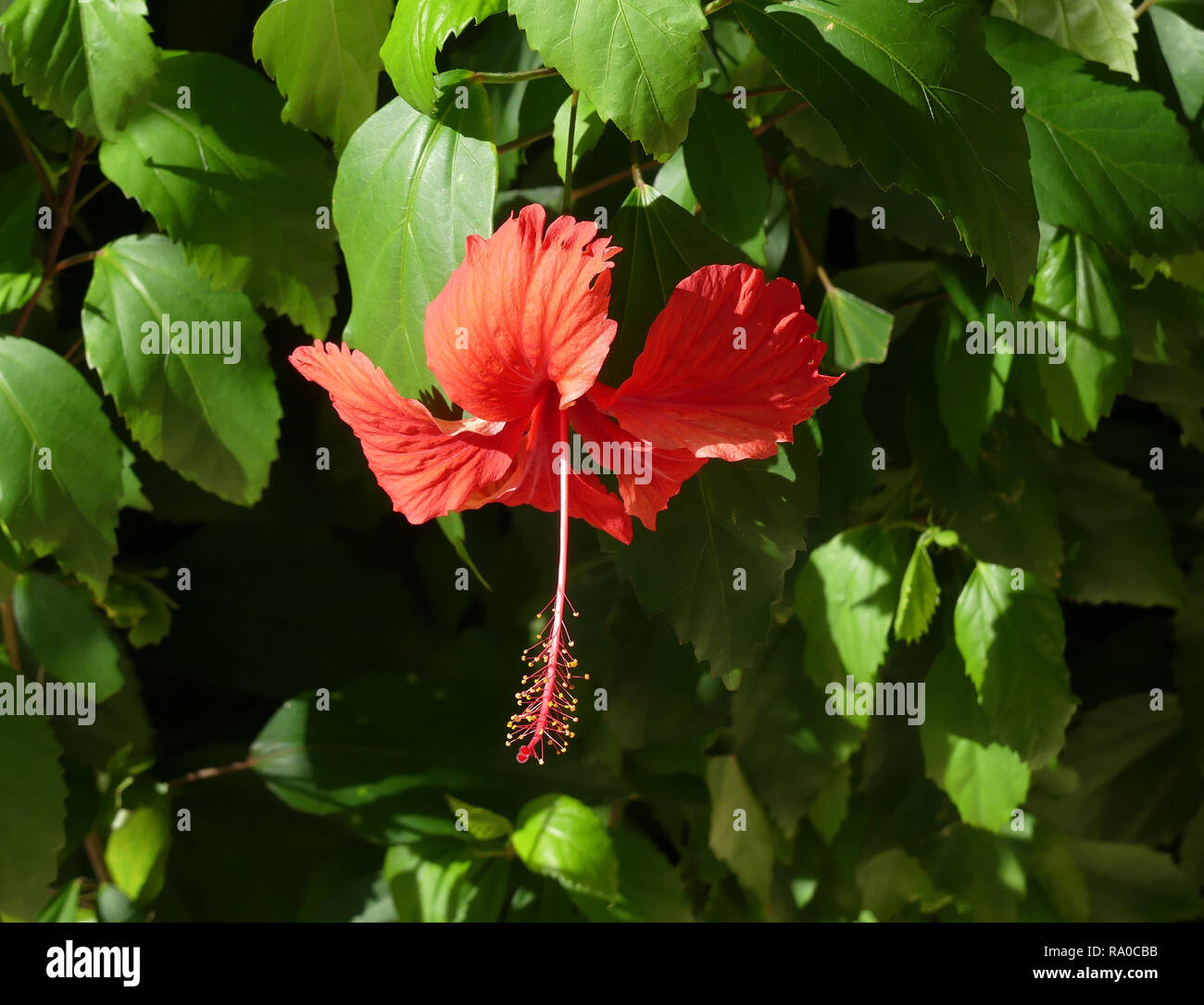 Pianta di ibisco rosa sinensis immagini e fotografie stock ad alta ...