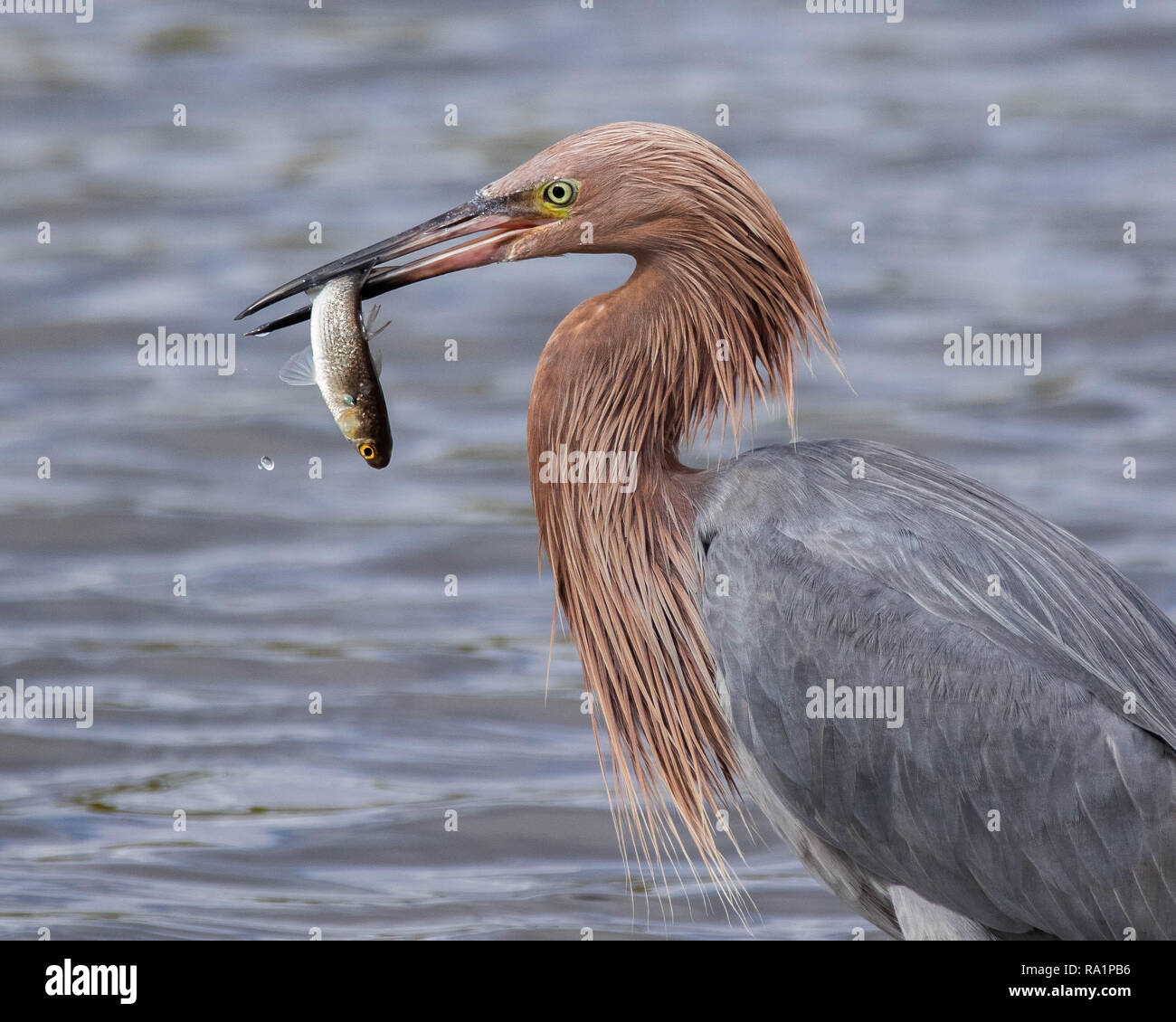 Garzetta rossastra immagini e fotografie stock ad alta risoluzione - Alamy