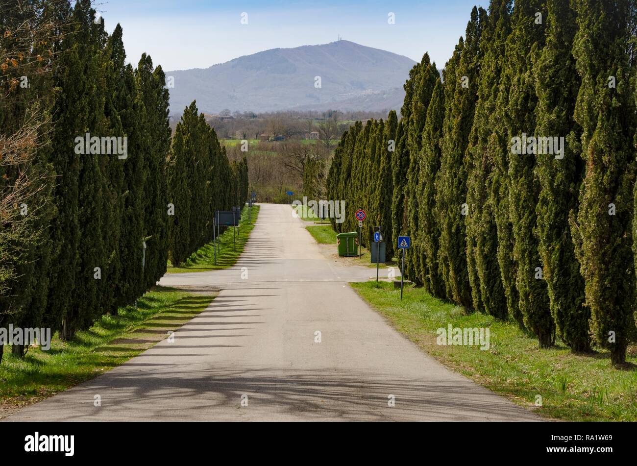 Cipressi alberati di strada rurale immagini e fotografie stock ad alta ...