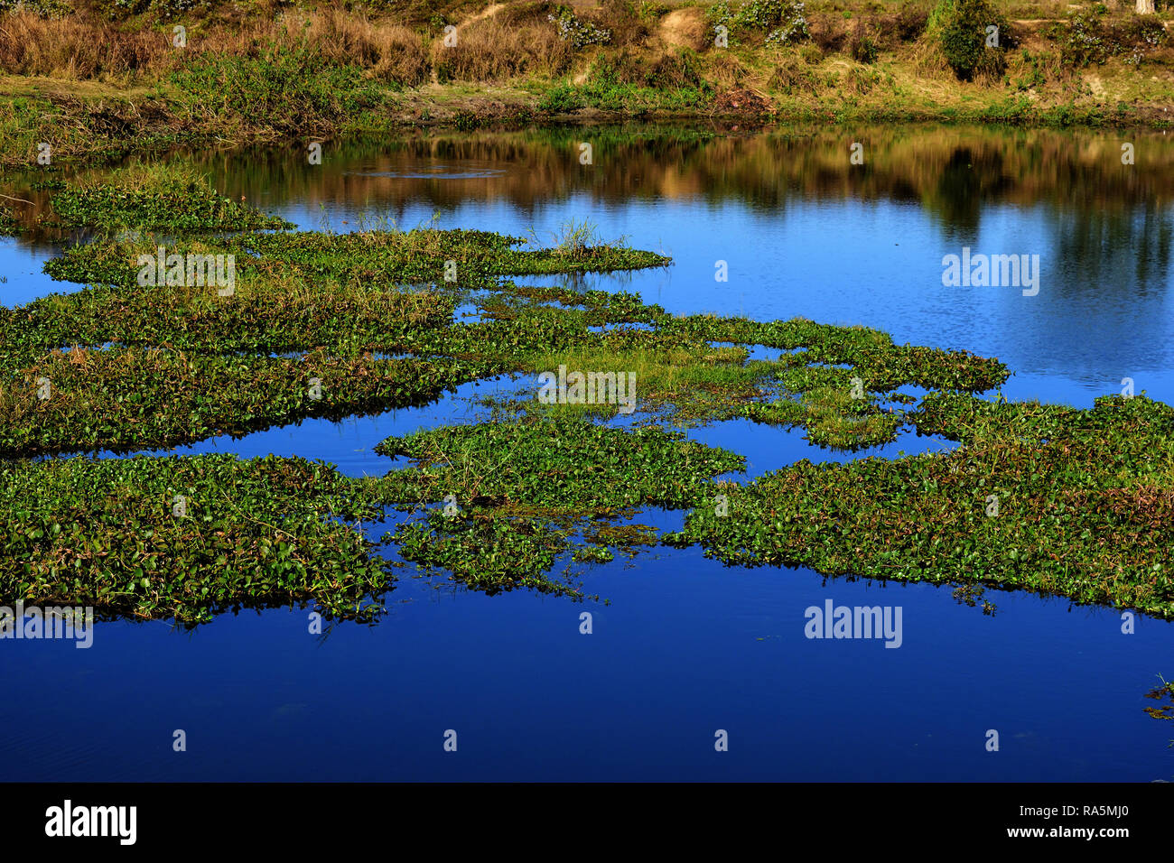 Bellissima pianta del lago immagini e fotografie stock ad alta ...