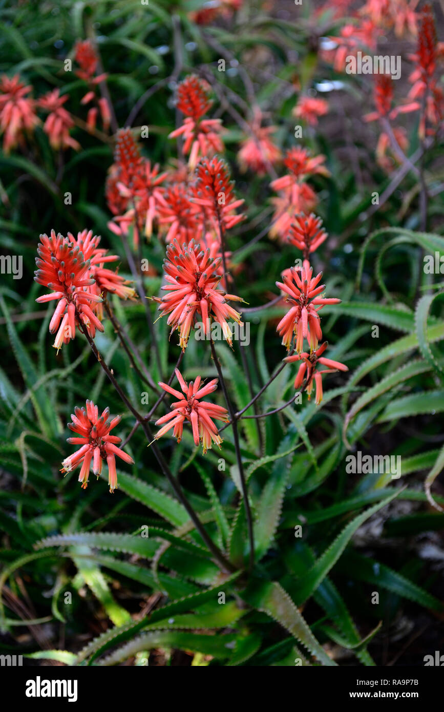 Syn aloe beniensis immagini e fotografie stock ad alta risoluzione - Alamy