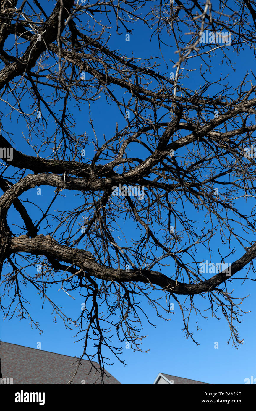 Albero senza rami immagini e fotografie stock ad alta risoluzione - Alamy