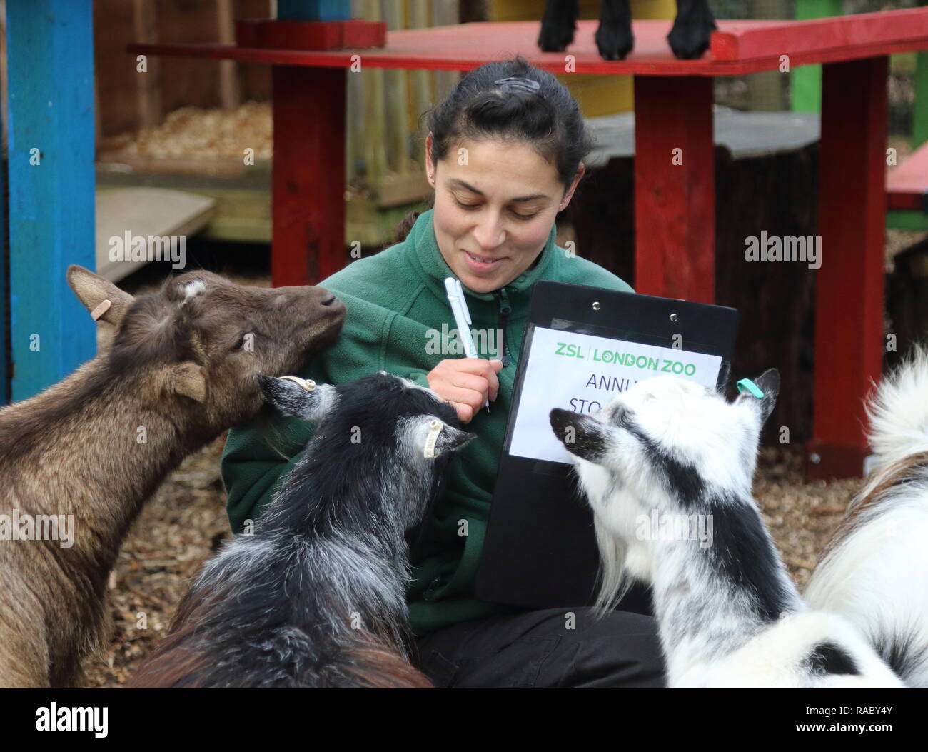 Un custode dello zoo allo Zoo di Londra visto nigeriano di conteggio ...