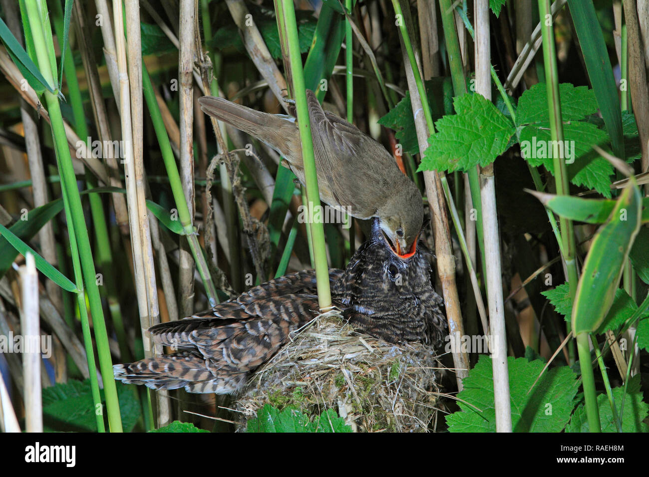 Pulcino cuculo con genitore adottivo immagini e fotografie stock ad ...