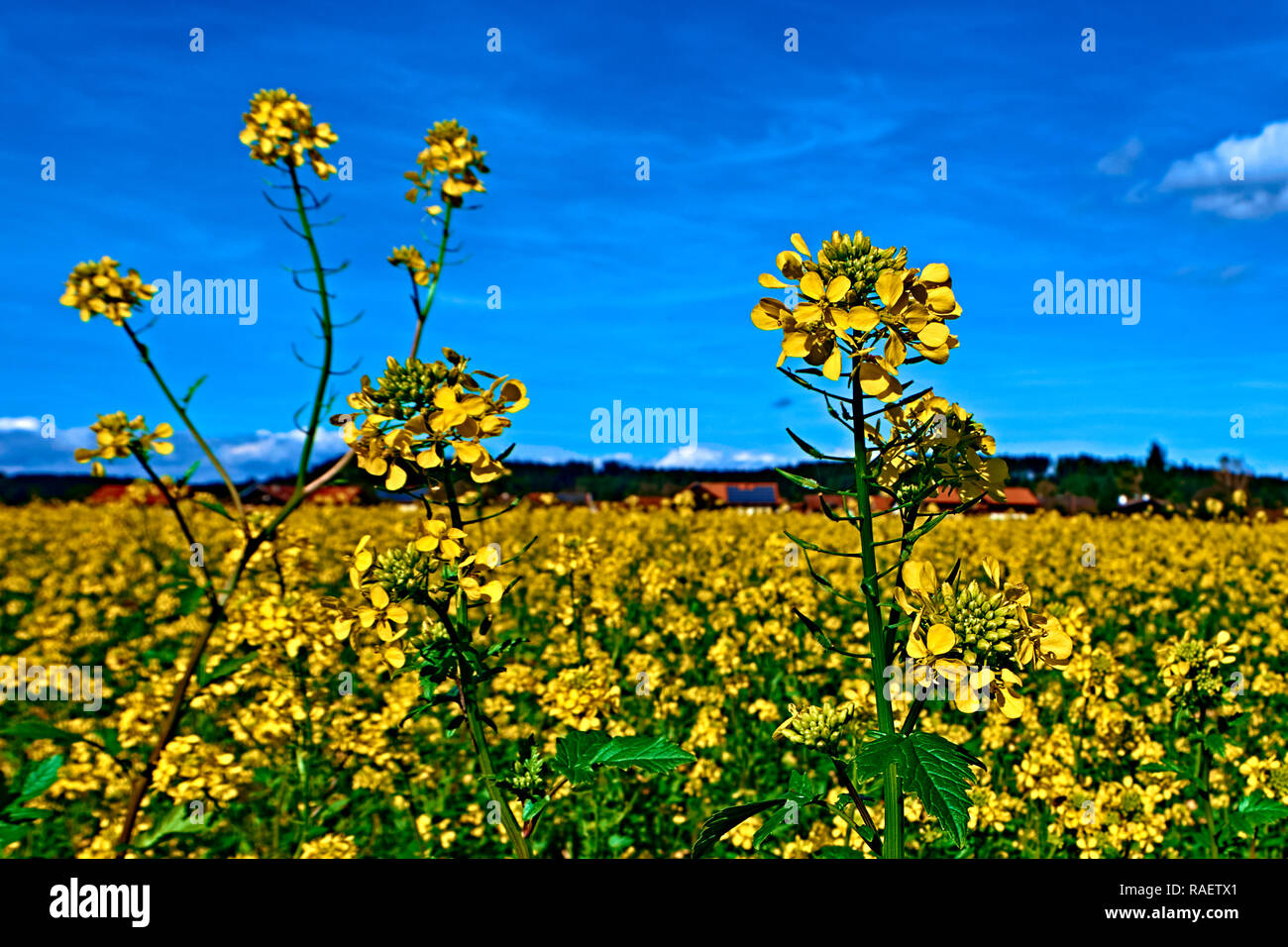 Feild giallo della fioritura della colza canola semi di colza Brassica ...