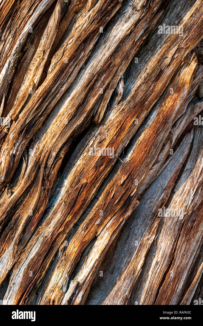 Giardini di pini immagini e fotografie stock ad alta risoluzione - Alamy