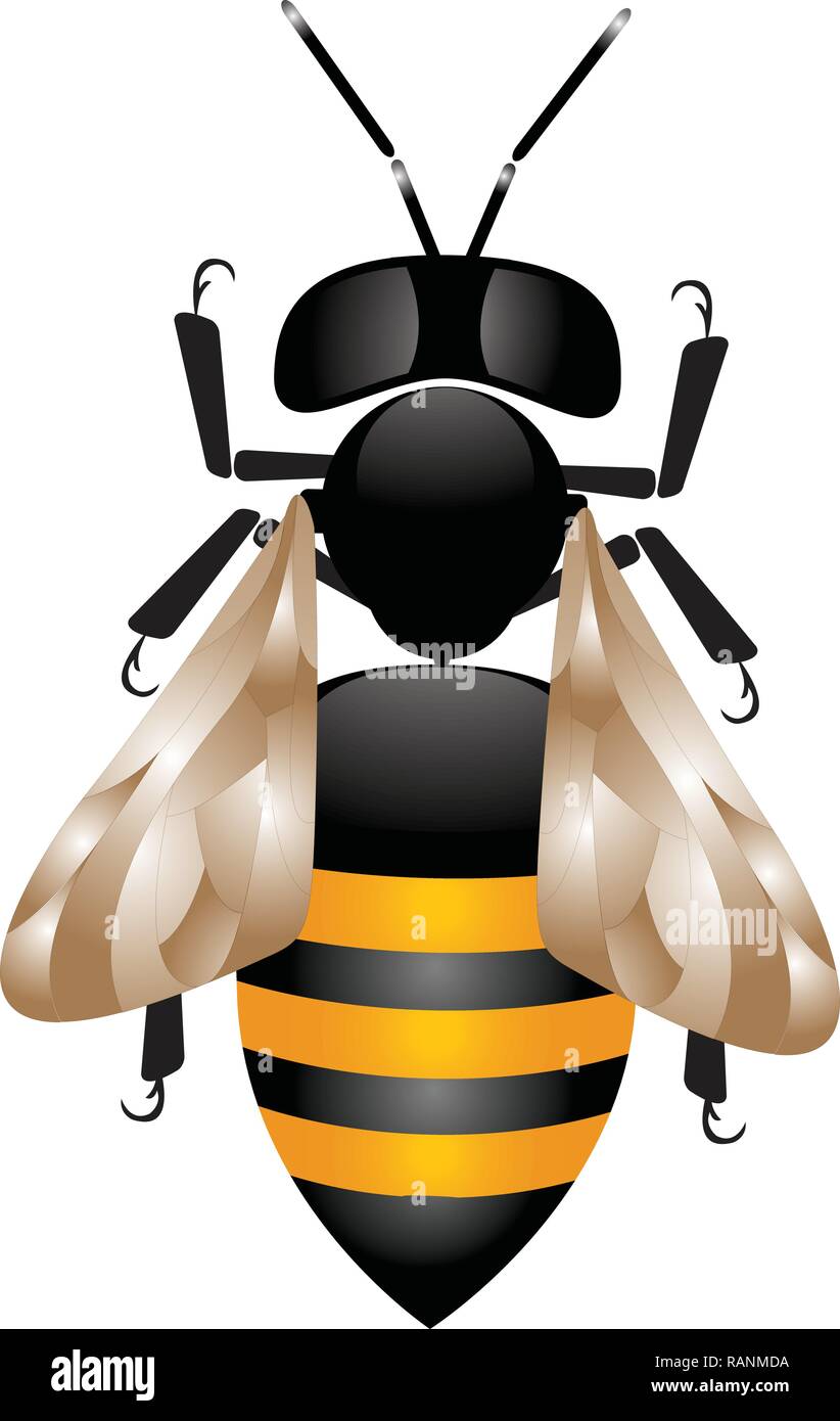 Celle di cera con il dolce miele delle api,vettore - nido isolato su ...