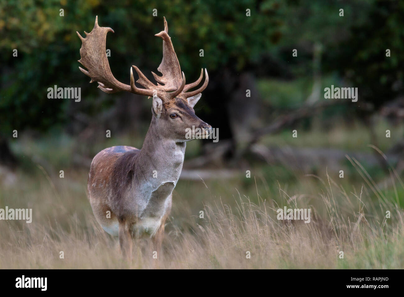 Maschio Di Daino Immagini e Fotos Stock - Alamy