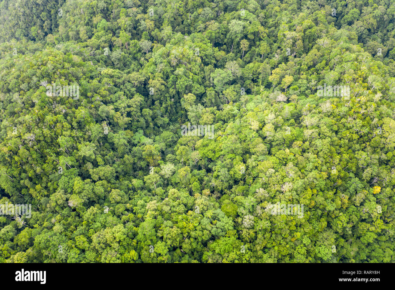 Ecosistema tropicale diversificato immagini e fotografie stock ad alta ...