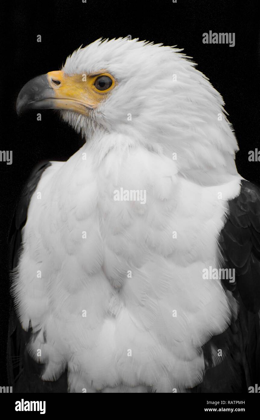 Simbolo dell'aquila calva immagini e fotografie stock ad alta ...