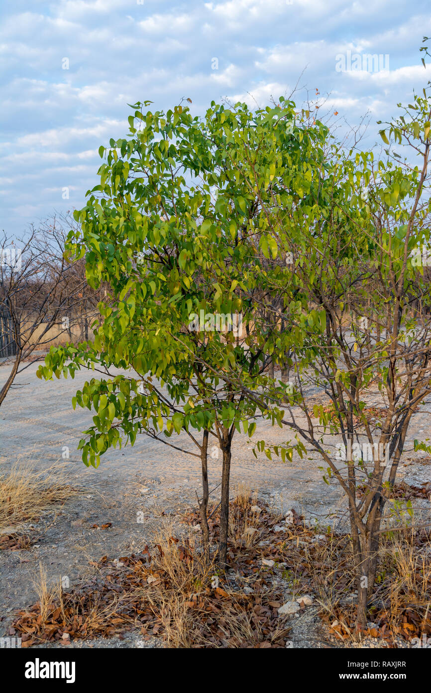 Mopane tree immagini e fotografie stock ad alta risoluzione - Alamy