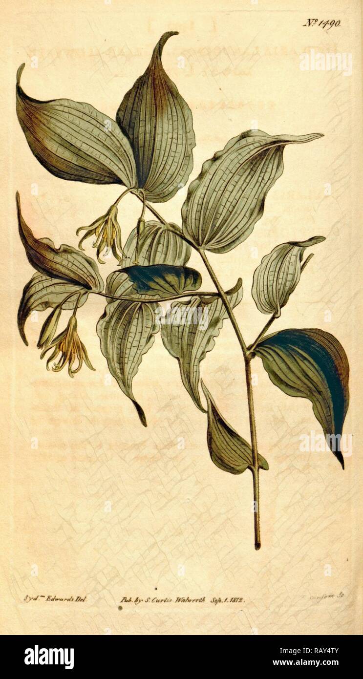 Stampa botanica da Sydenham Teast Edwards 1768 - 1819, Sydenham Edwards ...