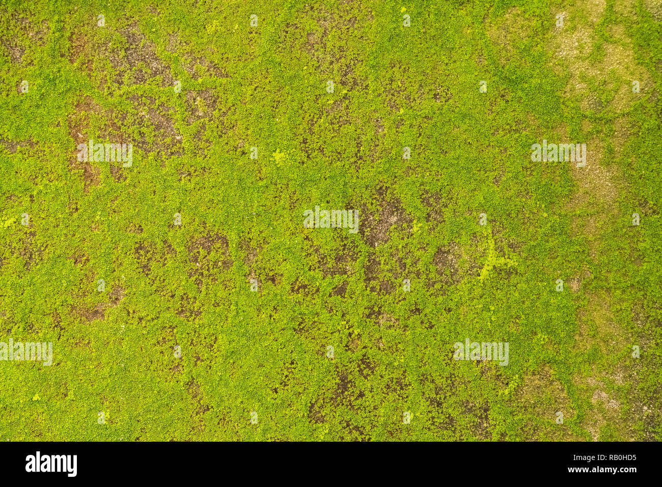 Verde muschio su cemento parete di umidità, in particolare durante la ...