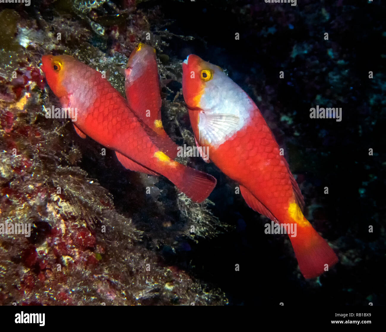Pesce pappagallo europeo immagini e fotografie stock ad alta ...