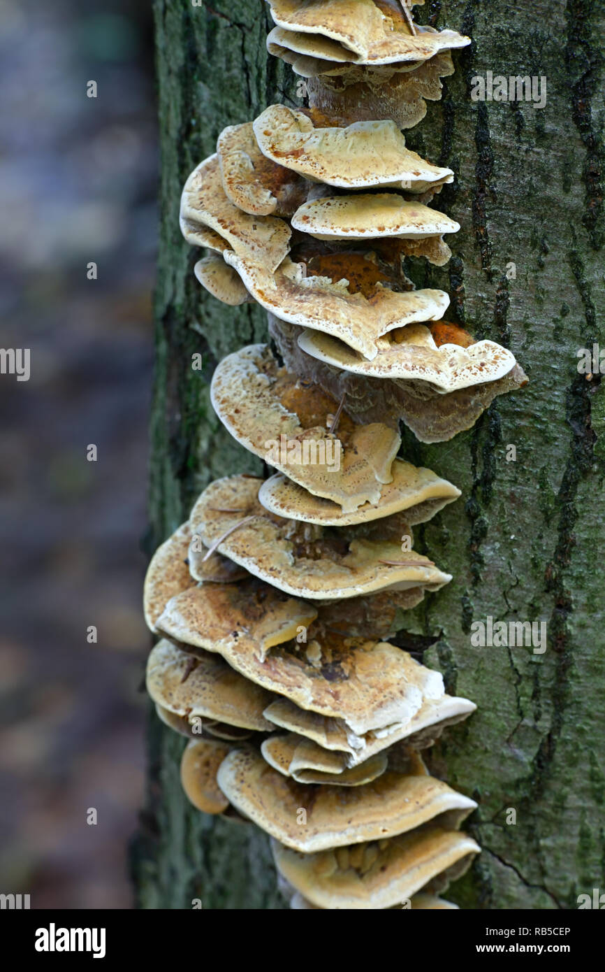 Staffa di ontano inonotus radiatus immagini e fotografie stock ad alta ...