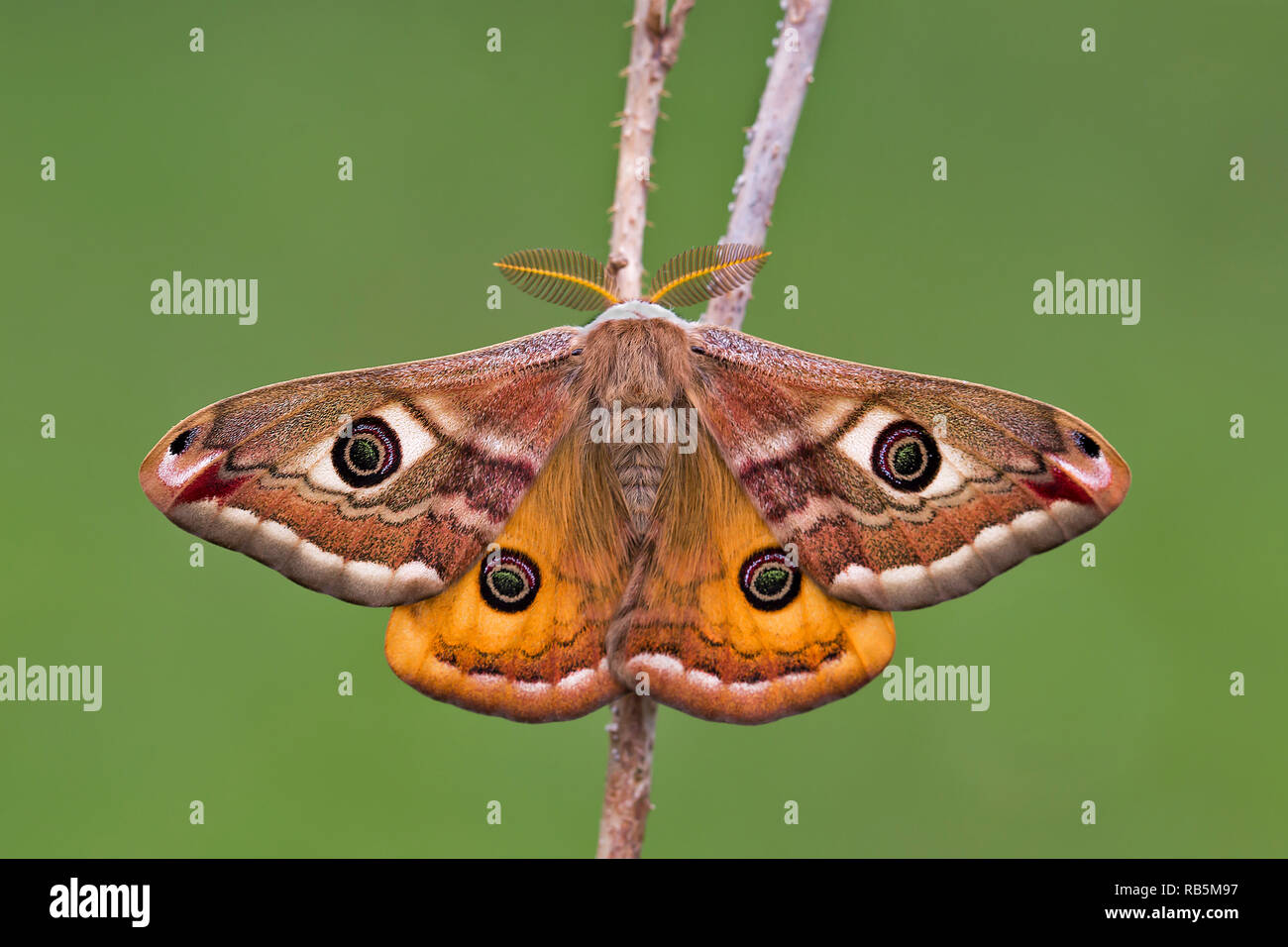 Giant emperor moth immagini e fotografie stock ad alta risoluzione - Alamy
