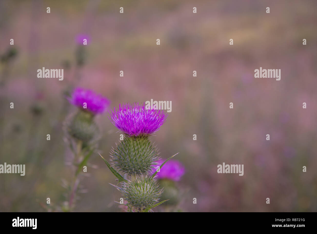 Specie di cardo selvatico da giardino immagini e fotografie stock ad ...