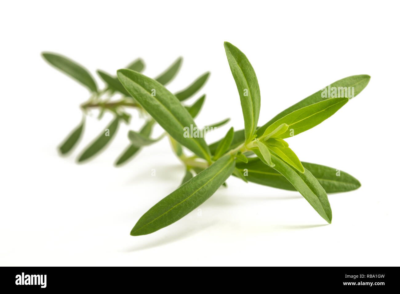 Pianta di anice immagini e fotografie stock ad alta risoluzione - Alamy