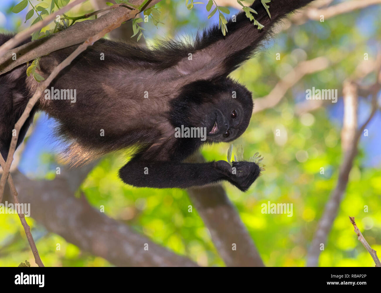 Scimmia Urlatrice Ammantata Immagini e Fotos Stock - Alamy