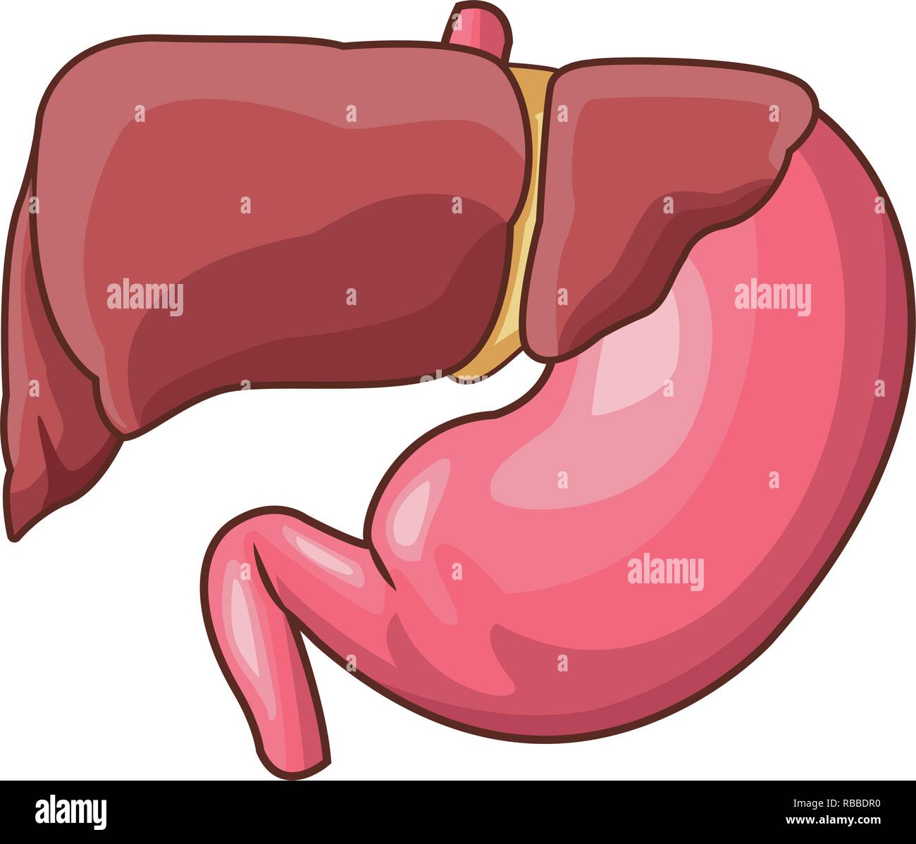 Anatomia organo umano cartoon Immagine e Vettoriale - Alamy
