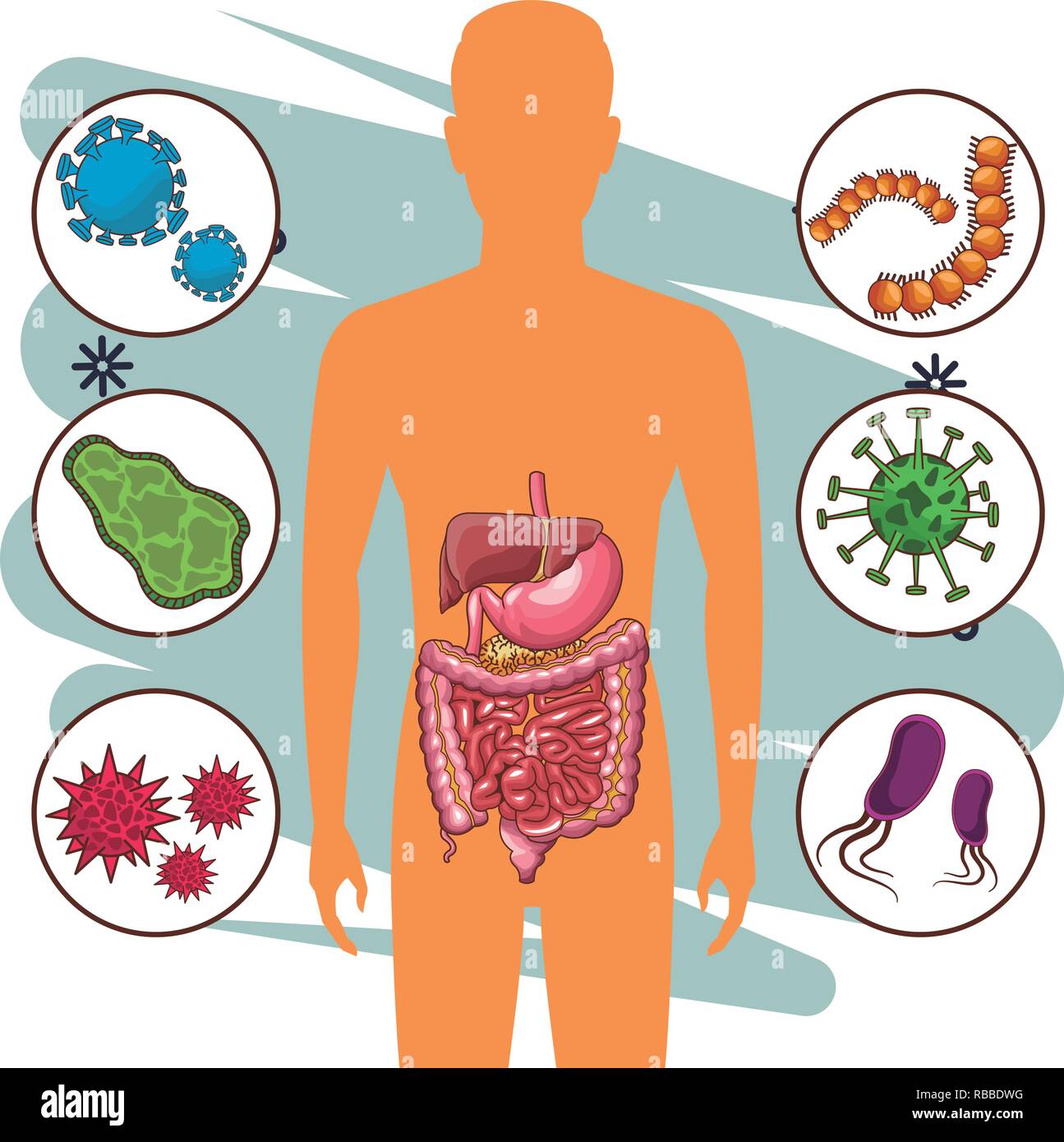 Anatomia organo umano cartoon Immagine e Vettoriale - Alamy