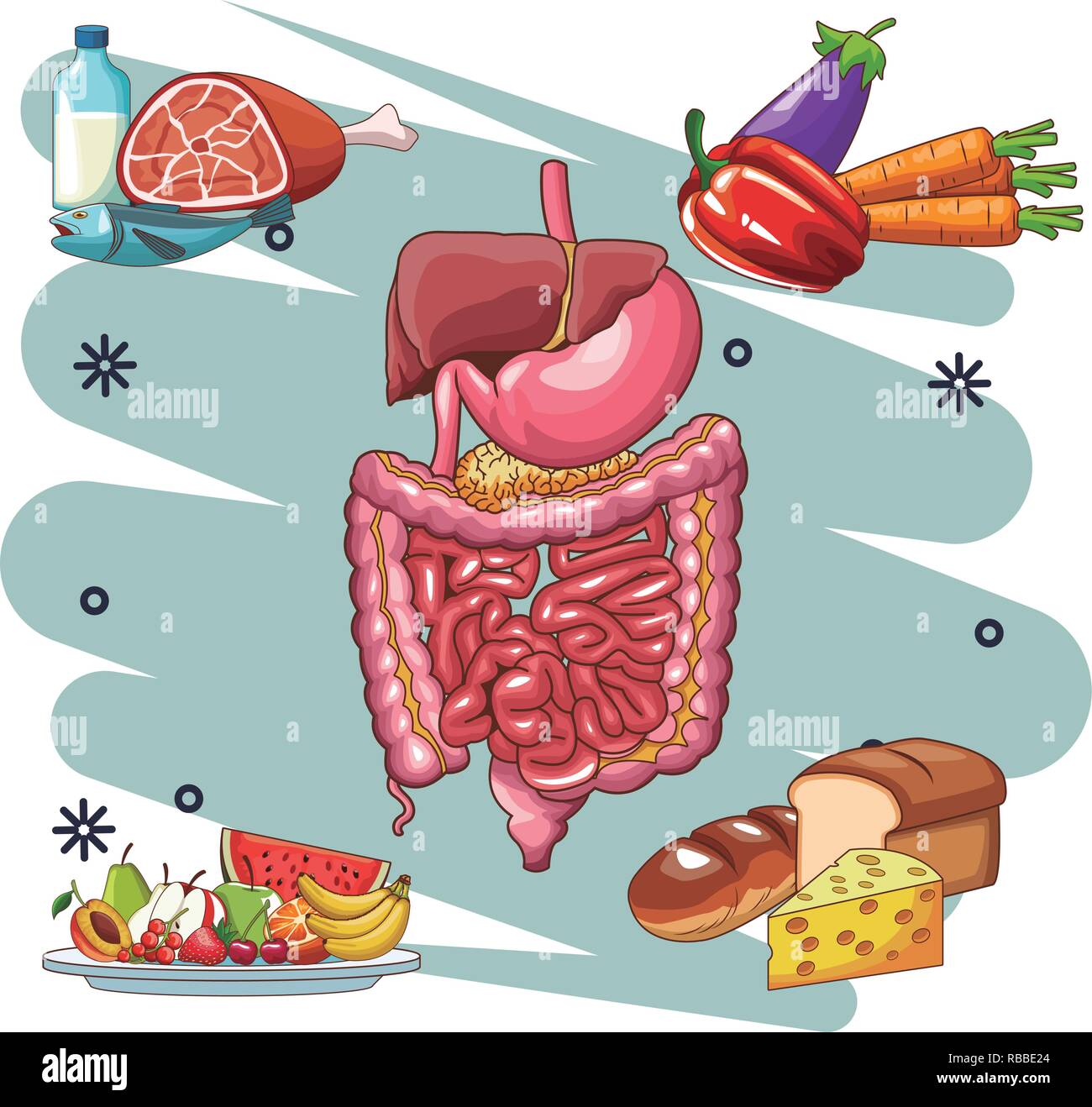 Anatomia organo umano cartoon Immagine e Vettoriale - Alamy