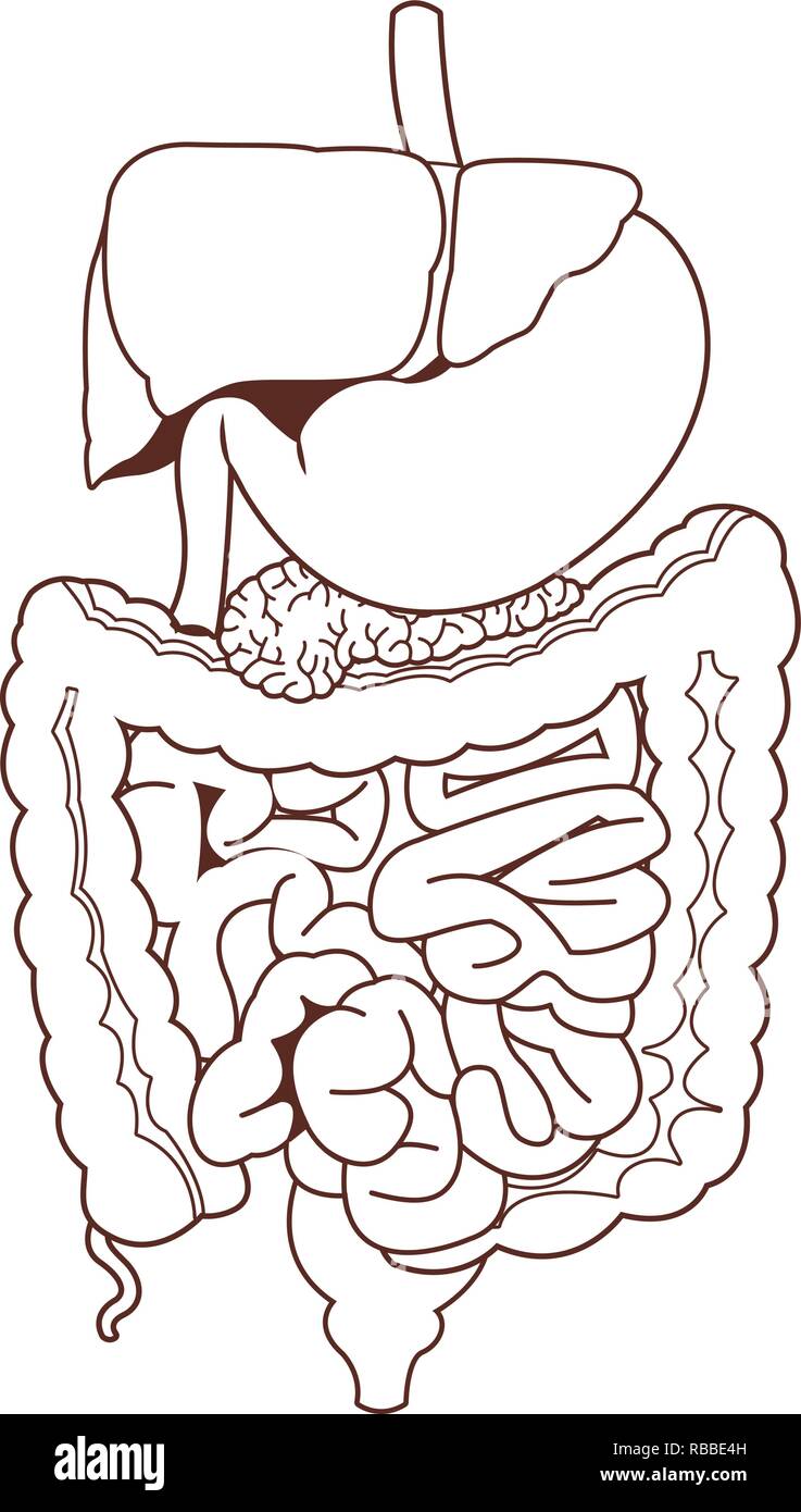 Anatomia organo umano cartoon Immagine e Vettoriale - Alamy