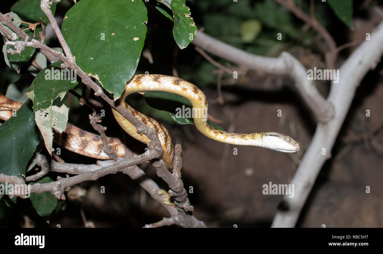 Snake cave immagini e fotografie stock ad alta risoluzione - Alamy